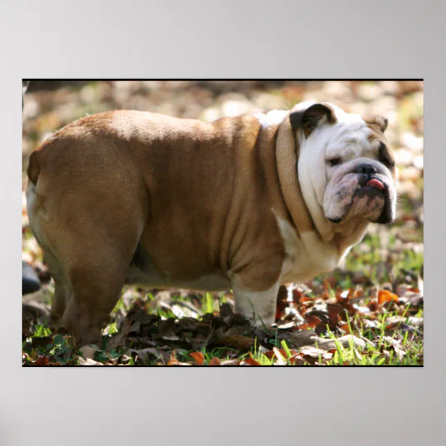 Boy Named Sue Poster | Zazzle