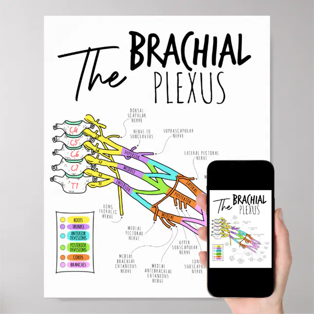 Brachial Plexus Poster | Zazzle