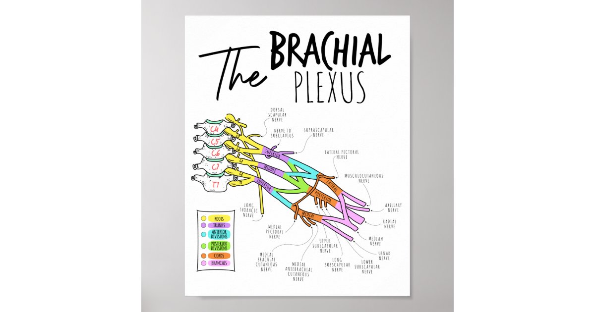 Brachial Plexus Poster | Zazzle