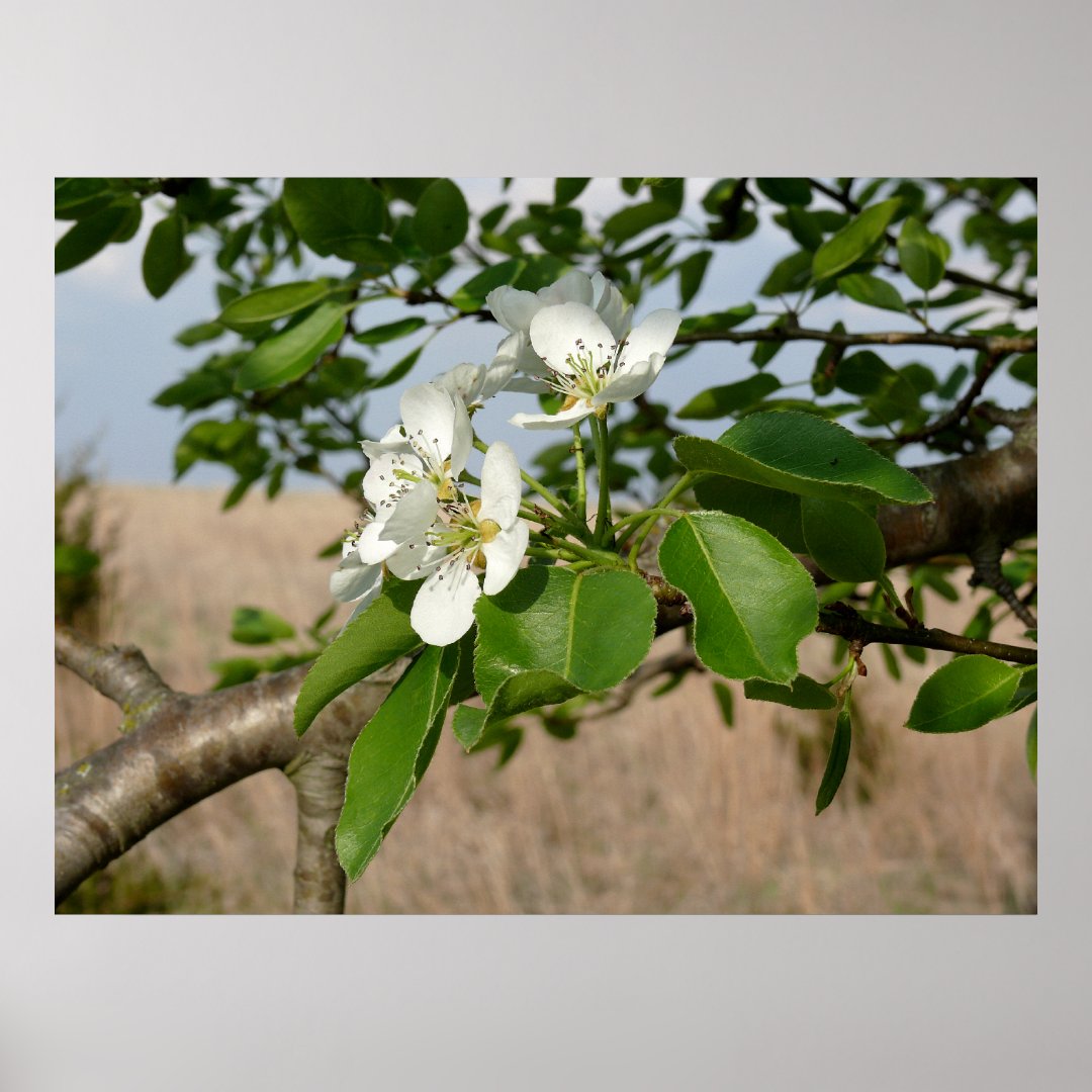 Bradford Pear tree - Poster | Zazzle