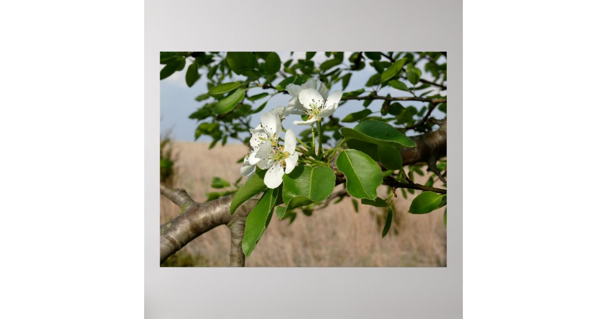Bradford Pear tree - Poster | Zazzle