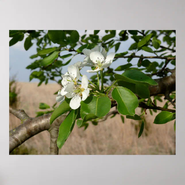 Bradford Pear tree - Poster | Zazzle