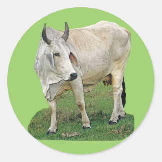 Brahman Stickers | Zazzle