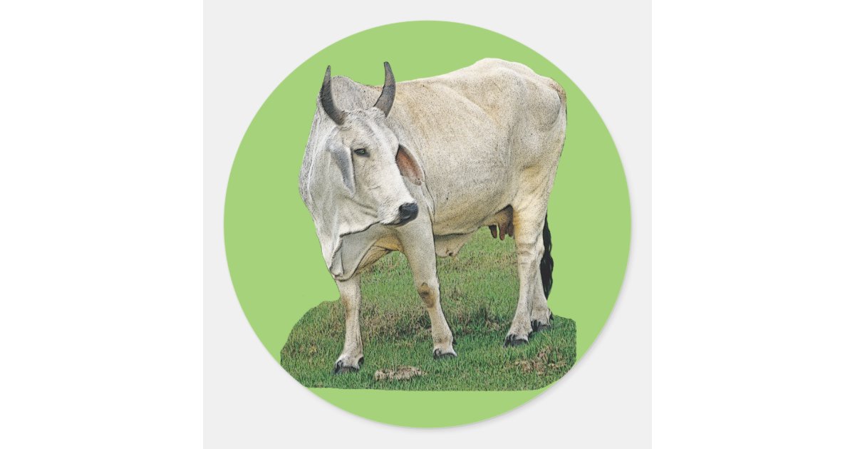 Brahman Cow Classic Round Sticker | Zazzle