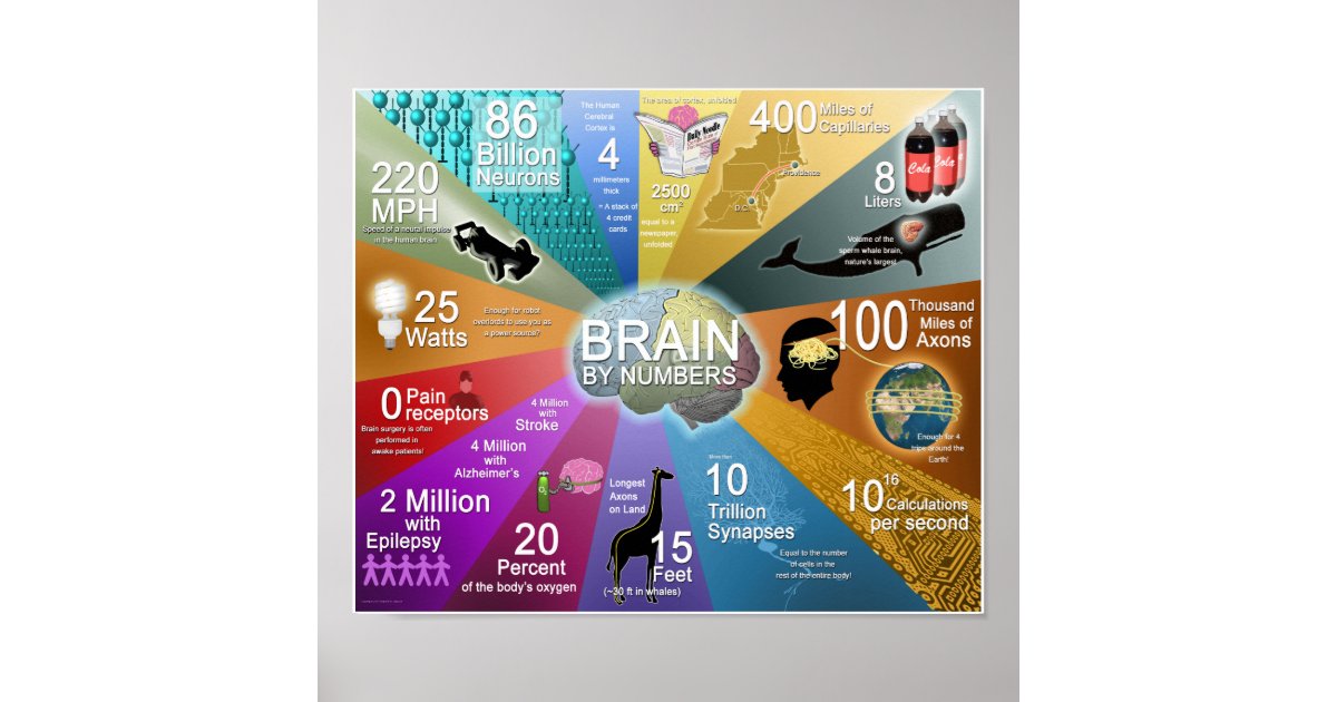 Brain By Numbers Poster | Zazzle