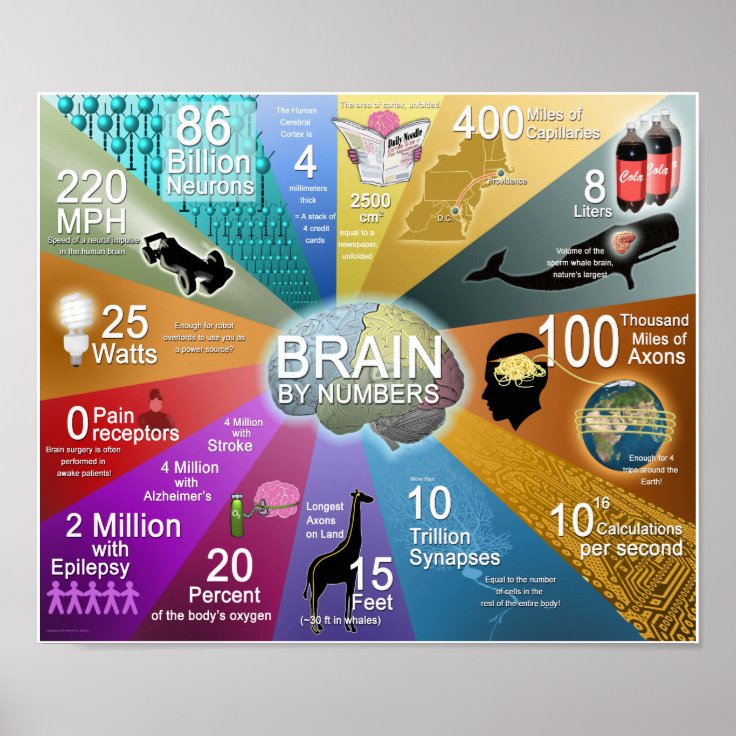 Brain By Numbers Poster | Zazzle