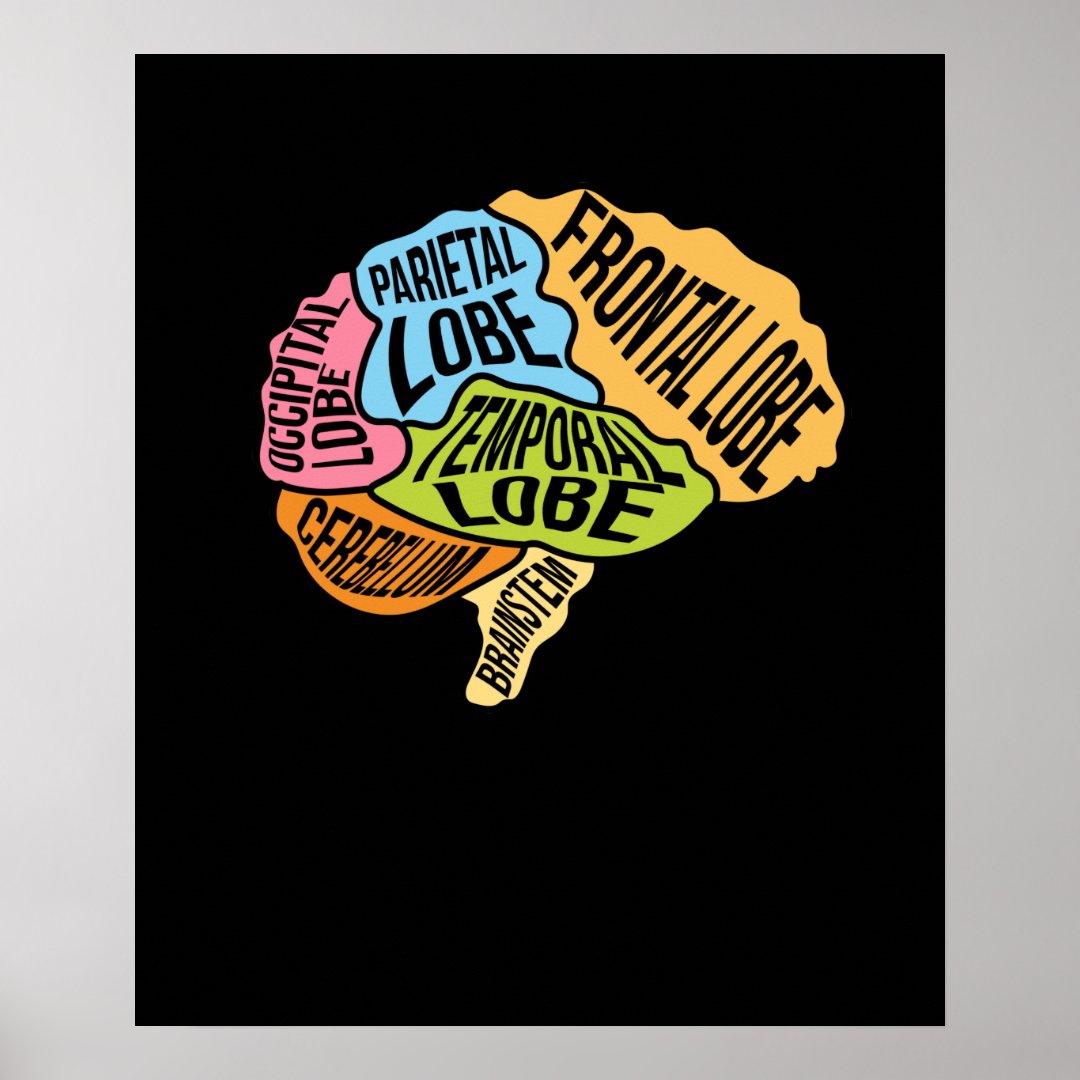 Brain Parts Surgery Doctor Neurology Surgeon Graph Poster | Zazzle