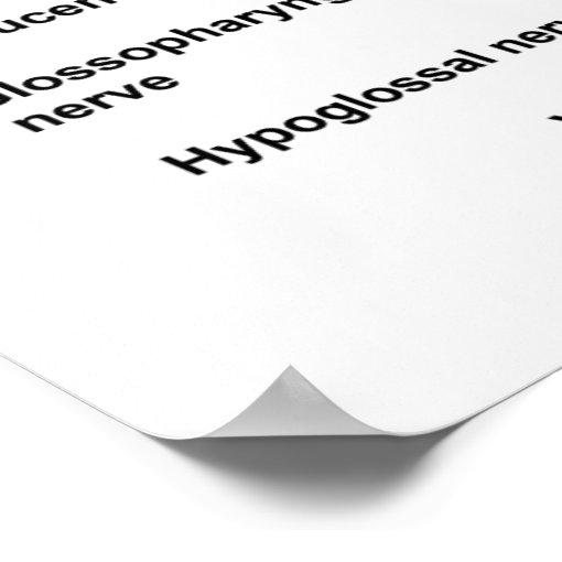 Brain stem showing origin of various nerves poster | Zazzle