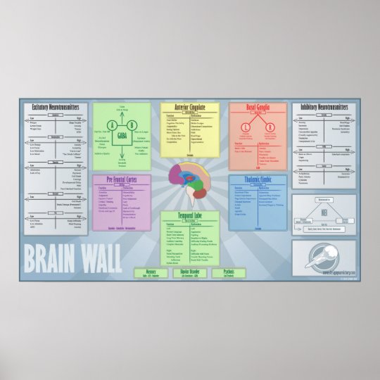 Brain Wall Poster | Zazzle.com