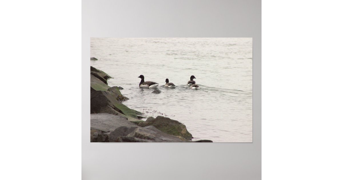 Brant Geese in Ocean Poster | Zazzle