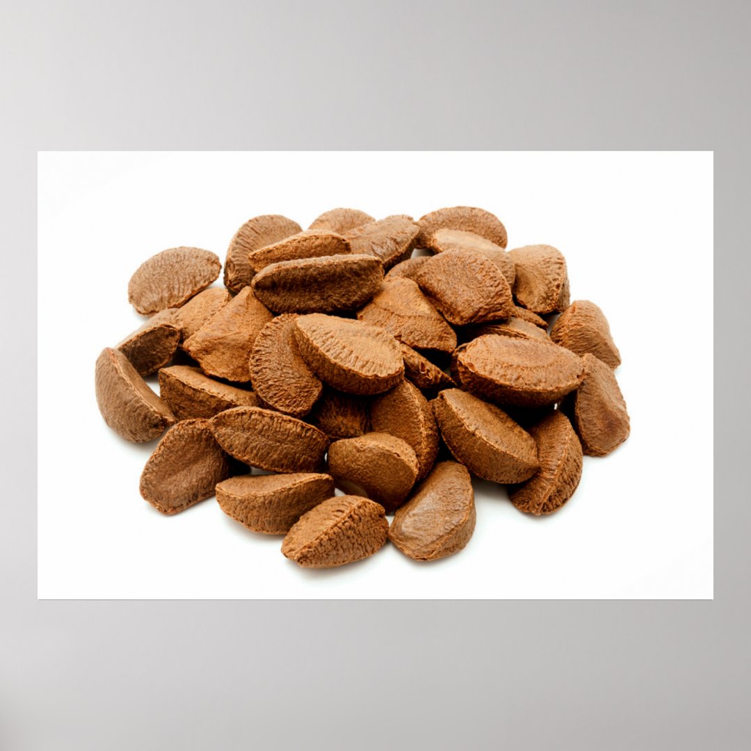 Brazil nut seeds poster | Zazzle