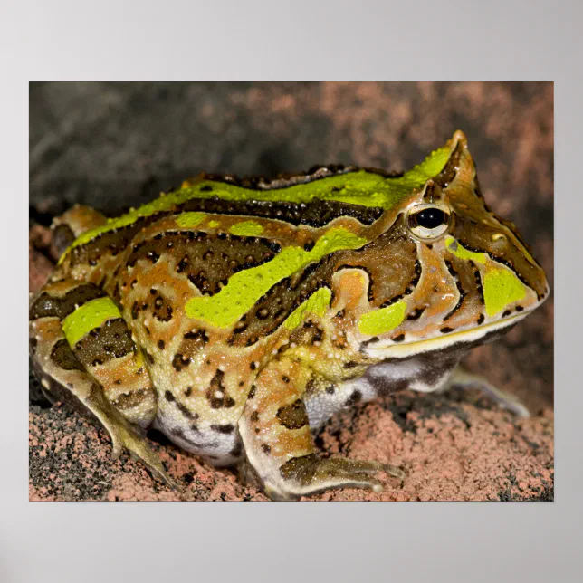 Brazilian Horn Frog, Ceratophrys cornuta, Native Poster | Zazzle