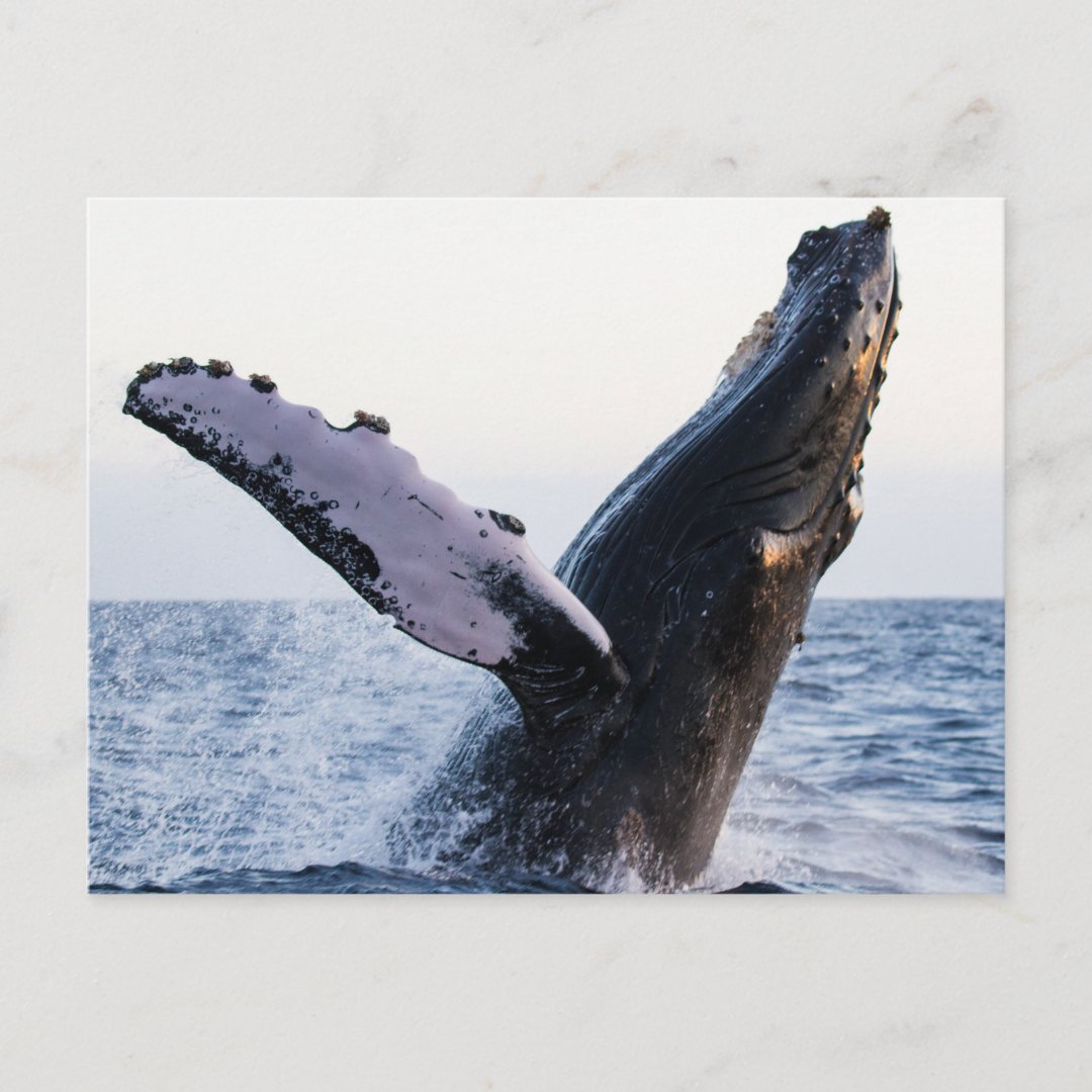 Breaching humpback whale postcard | Zazzle