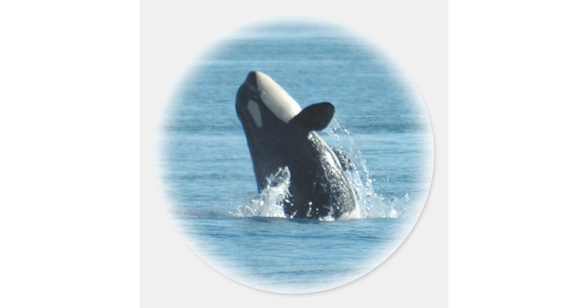 Breaching Orca Stickers | Zazzle