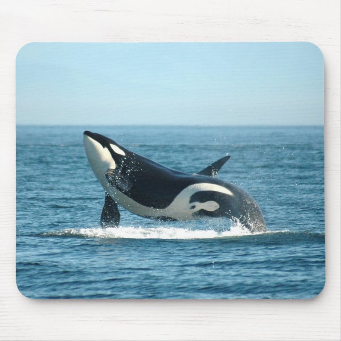 Breaching Whale Mousepad | Zazzle.com