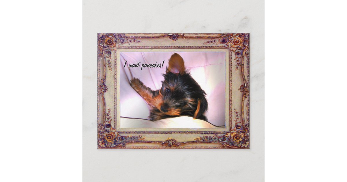 Breakfast in bed Yorkie? Postcard | Zazzle