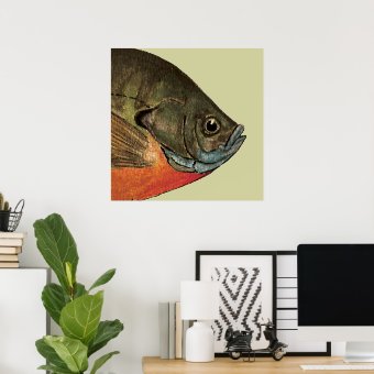 Bream Fishing Poster | Zazzle