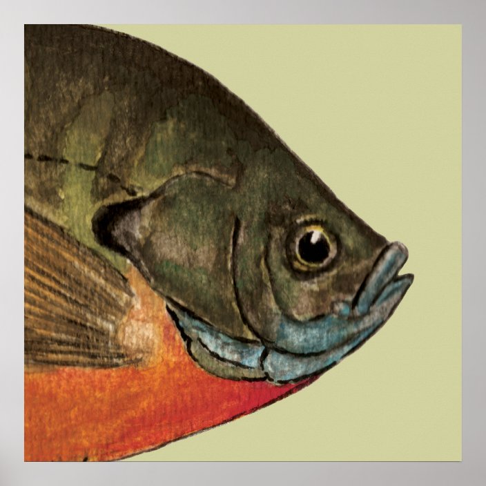 Bream Fishing Poster | Zazzle.com