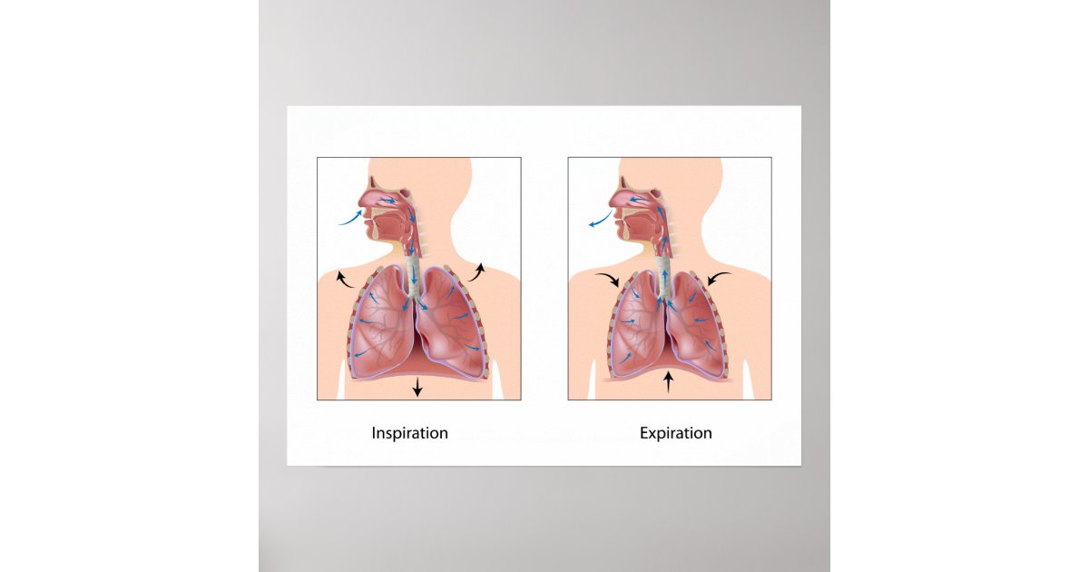 Breathing: inspiration expiration Poster | Zazzle