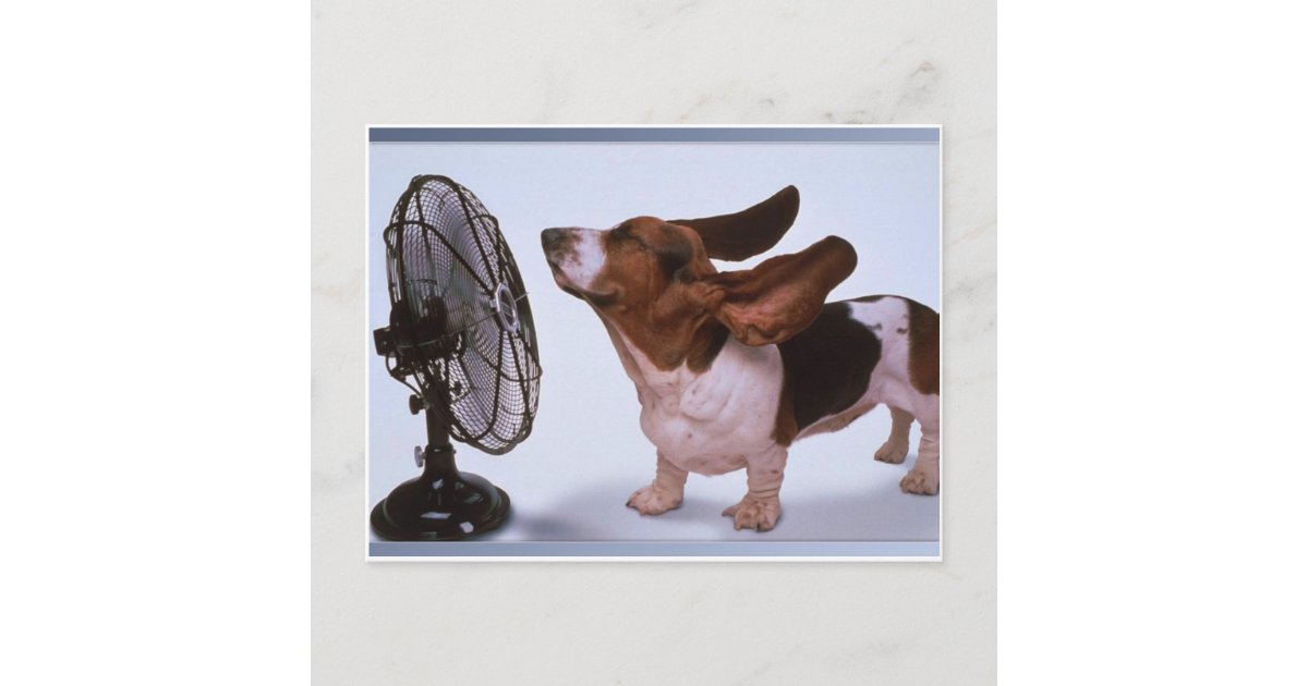 Breeze -Dog and Fan Postcard | Zazzle