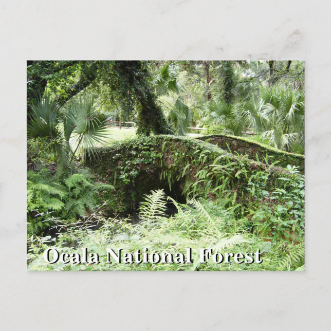 Bridge at Ocala National Forest Florida post card | Zazzle