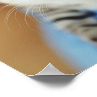 Bright Blue Eyed Kitten Poster | Zazzle