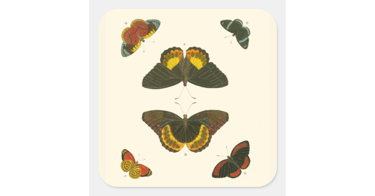 Bright Butterflies by Pieter Cramer Square Sticker | Zazzle