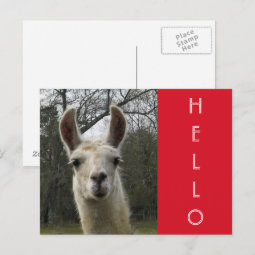 Bright N Cute "Hello" Llama Postcard | Zazzle