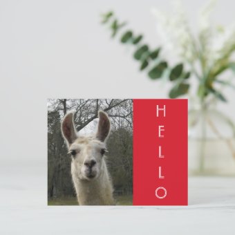 Bright N Cute "Hello" Llama Postcard | Zazzle