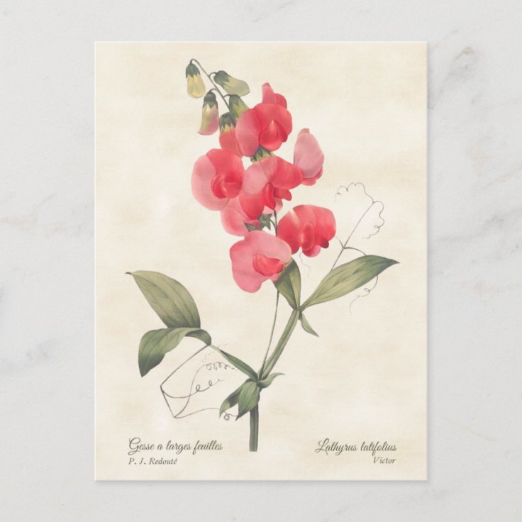 Bright Pink Sweet Pea Vintage Botanical Postcard | Zazzle