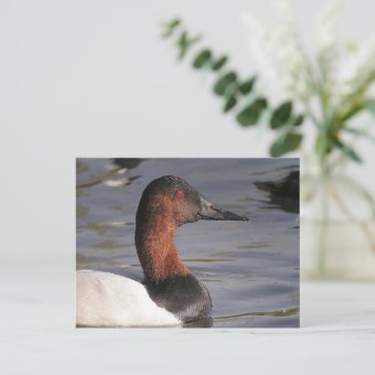 Bright Red Eyes Of The Canvasback Duck Postcard | Zazzle