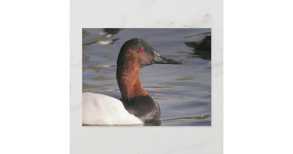 Bright Red Eyes Of The Canvasback Duck Postcard | Zazzle