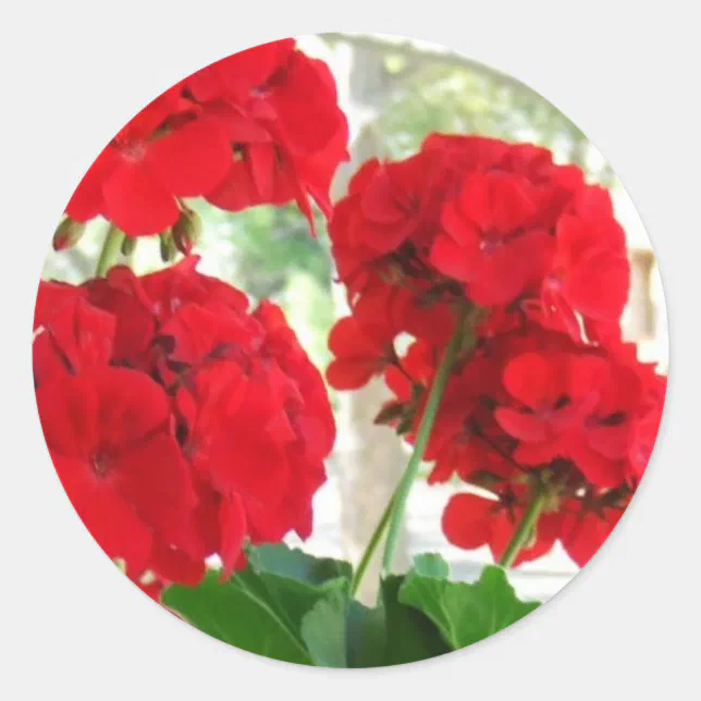 Bright Red Geraniums Stickers Great Garden Gift | Zazzle