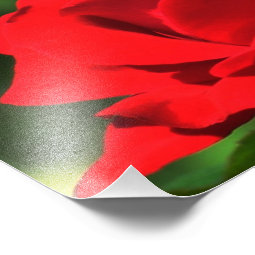 Bright Red Rose Photo Print | Zazzle