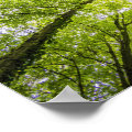Bright tree canopy poster | Zazzle