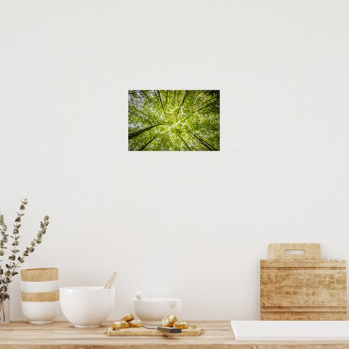 Bright tree canopy poster | Zazzle