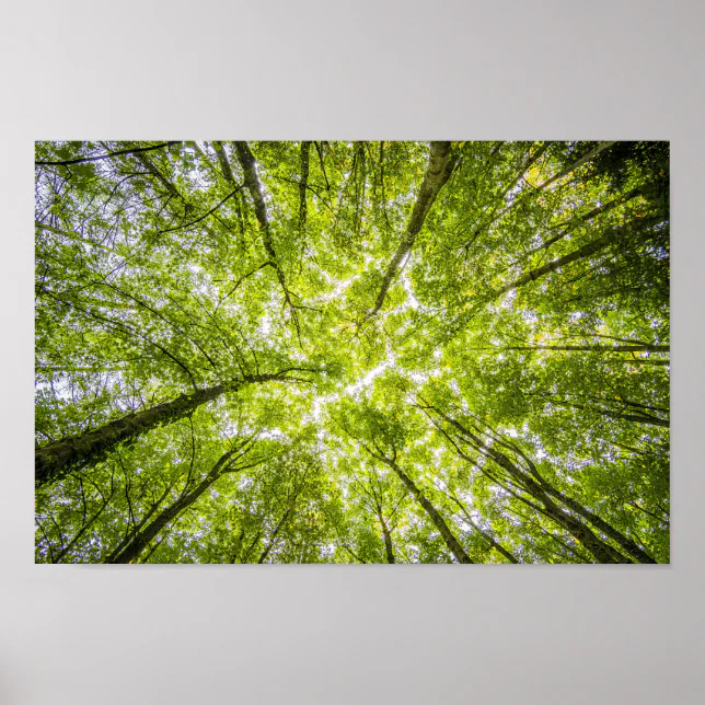 Bright tree canopy poster | Zazzle