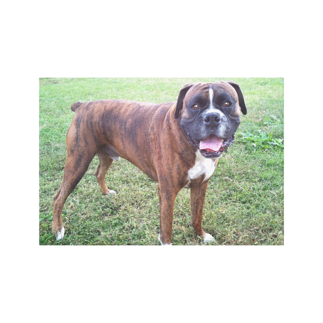 Brindle Boxer Dog Photo Wall Canvas | Zazzle