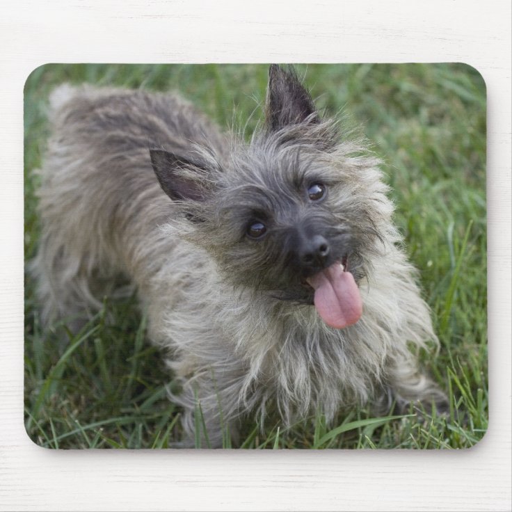 Brindle Cairn Terrier Mousepad | Zazzle