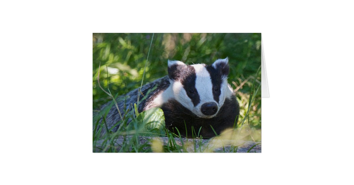 British Badger Card | Zazzle