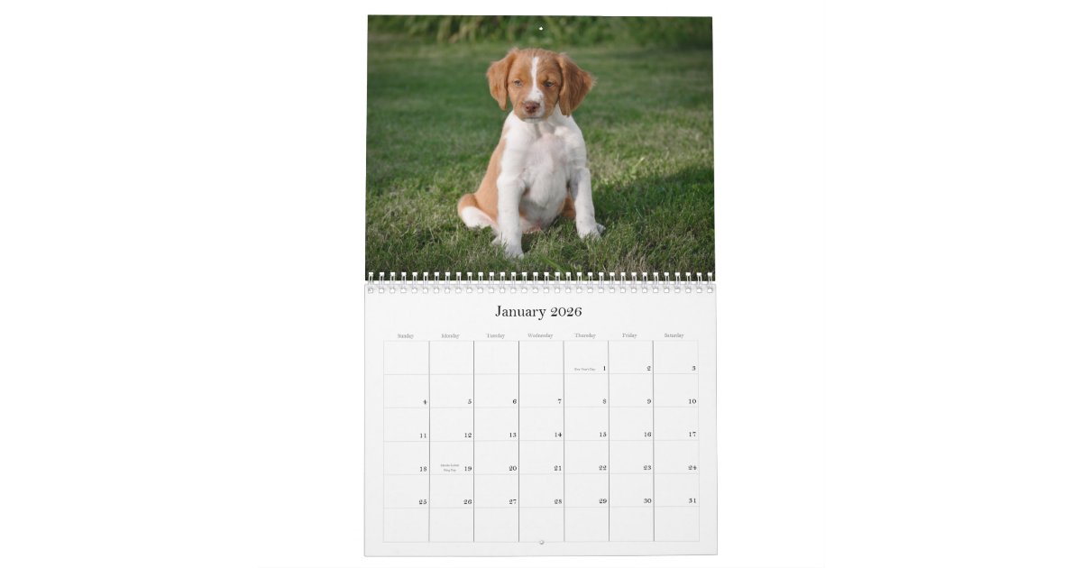 Brittany Puppies Calendar | Zazzle