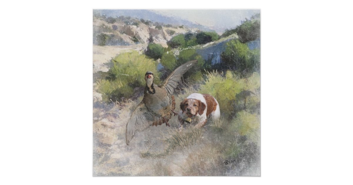 Brittany Spaniel hunting chukar partridge, Art Poster | Zazzle