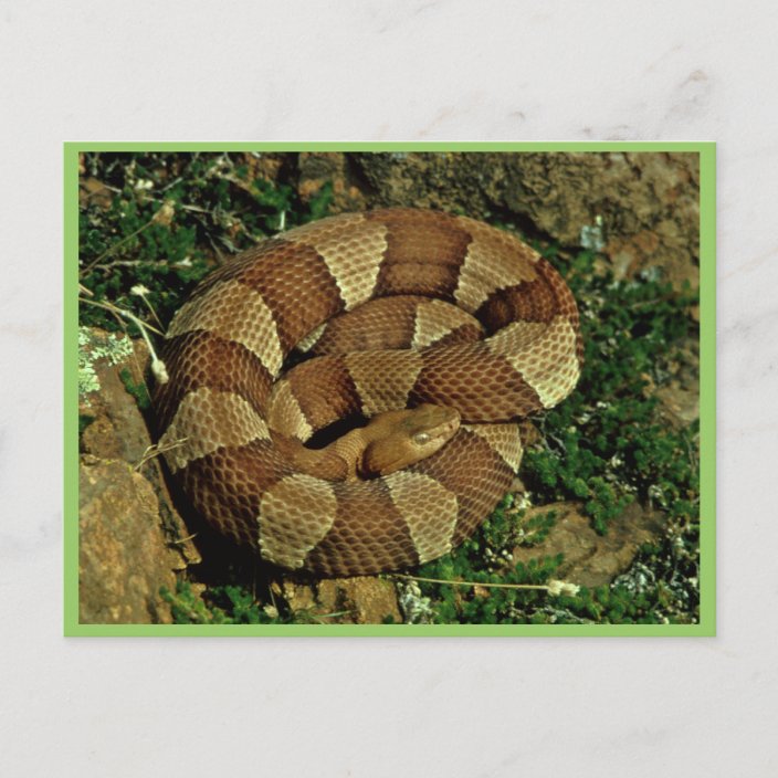 Broad-banded copperhead postcard | Zazzle.com