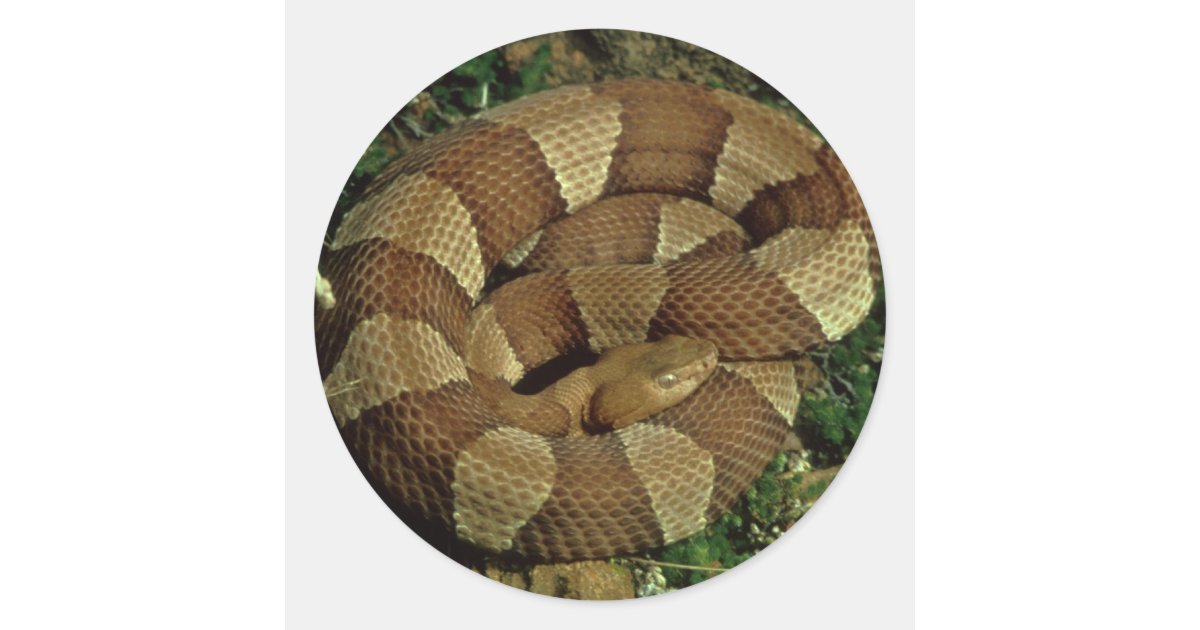 broad-banded copperhead snake stickers | Zazzle