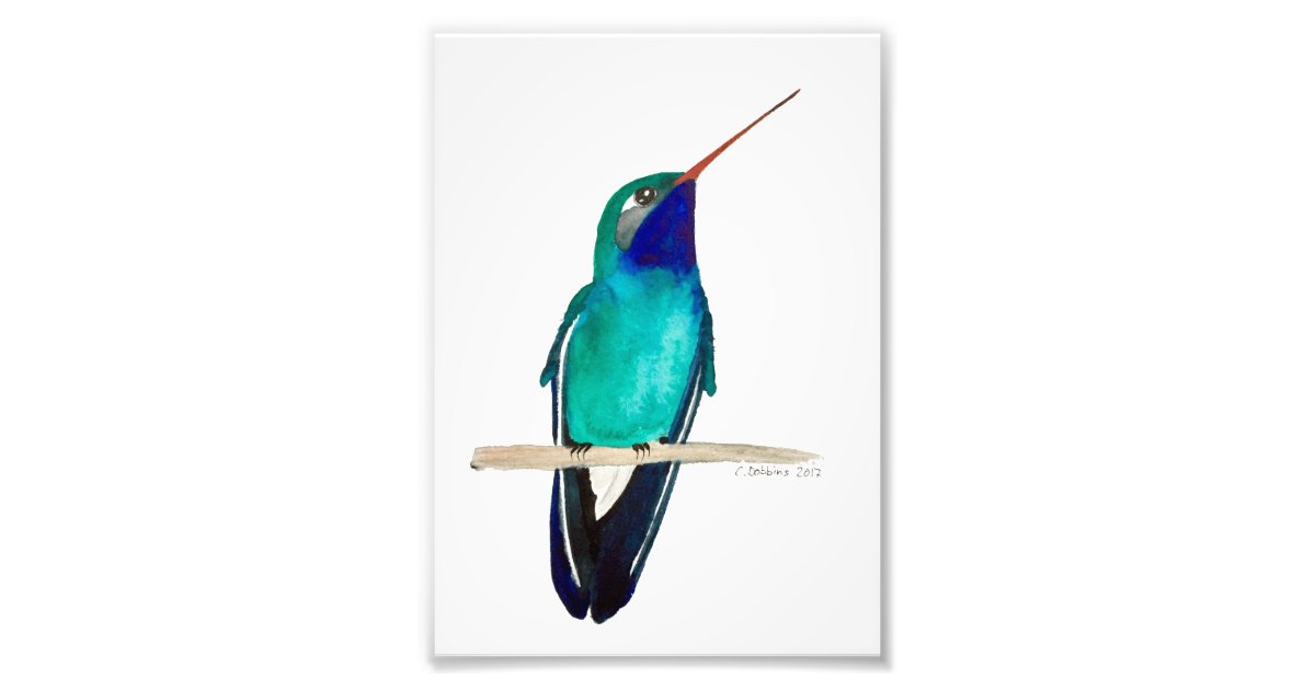 Broad-billed Hummingbird Perched Photo Print | Zazzle