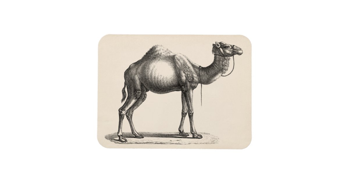 Brodtmann Dromedary Camel Sketch Magnet | Zazzle