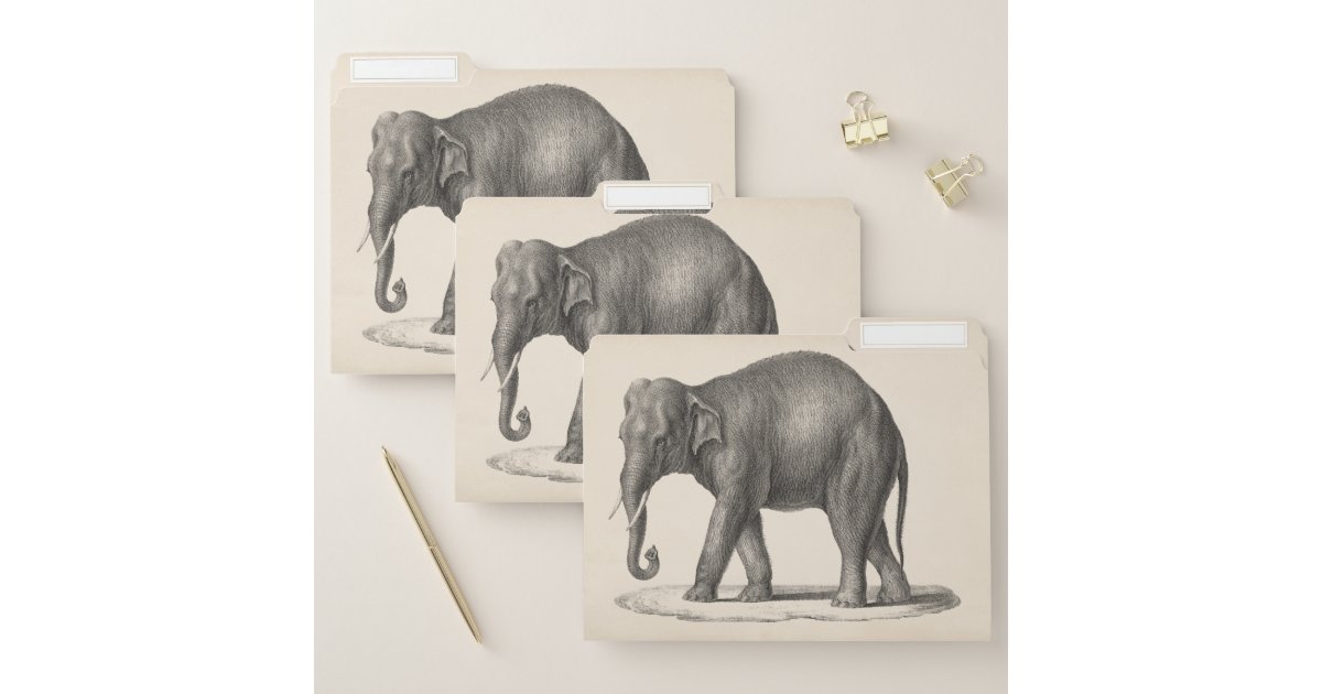Brodtmann Elephant Sketch File Folder | Zazzle