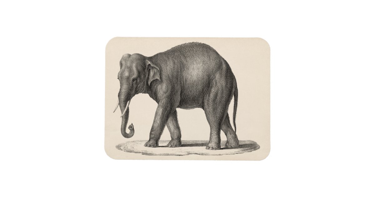 Brodtmann Elephant Sketch Magnet | Zazzle
