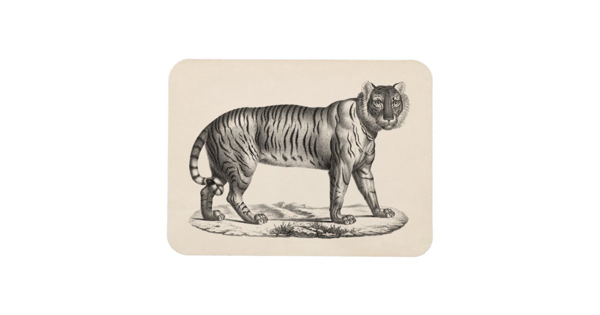 Brodtmann Tiger Sketch Magnet | Zazzle