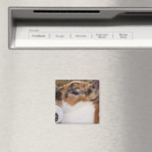 Broken tri color mini rex rabbit head on waterer magnet | Zazzle